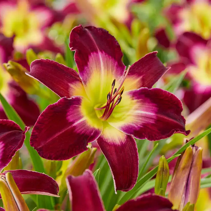 Longfields Model Reblooming Daylily – Breck's