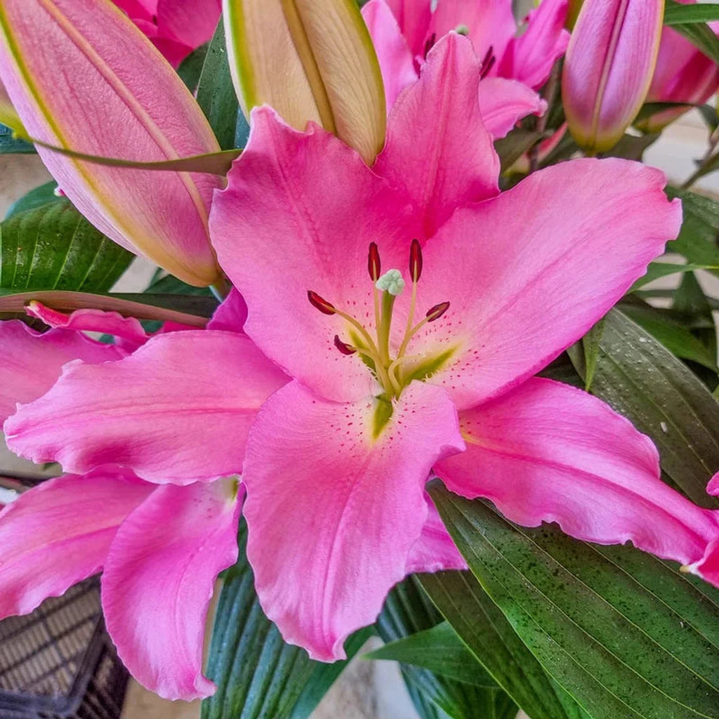 Liber Touch Lily – Breck's