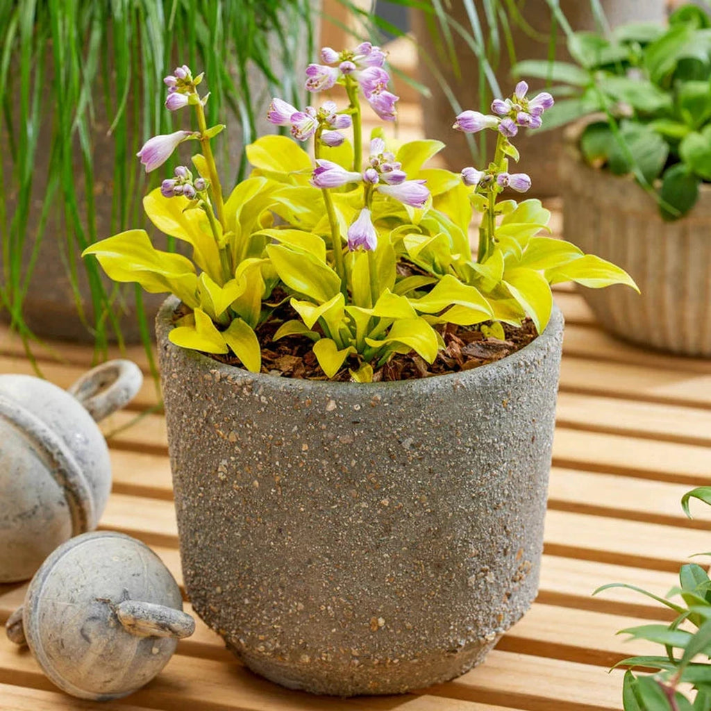 Sun Mouse Mini Hosta – Breck's