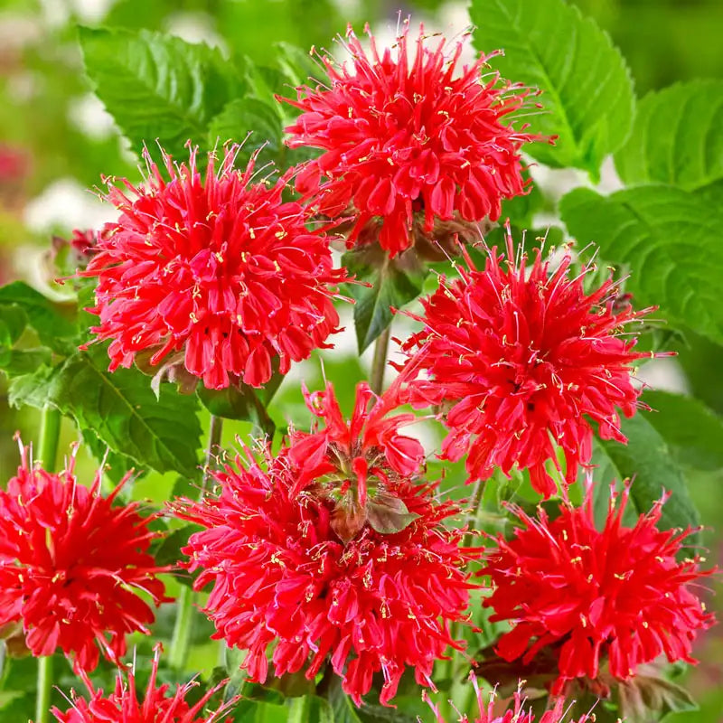 Bee Happy Bee Balm | Sun Perennials | Breck's Bulbs Canada