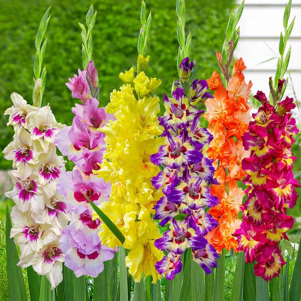 Colour Splash Gladiolus Mixture – Breck's