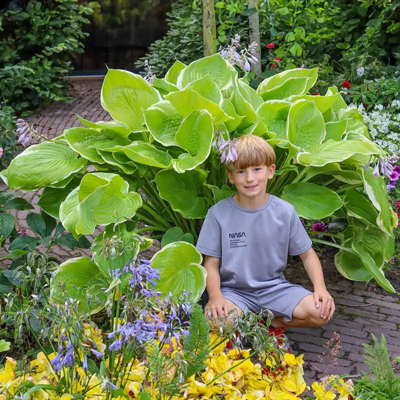 Winter Snow Giant Hosta | Buy Online | Breck's Bulbs Canada
