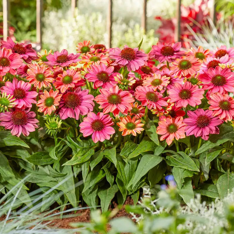 Buy Evolution Colorific Coneflower | Breck's Bulbs Canada
