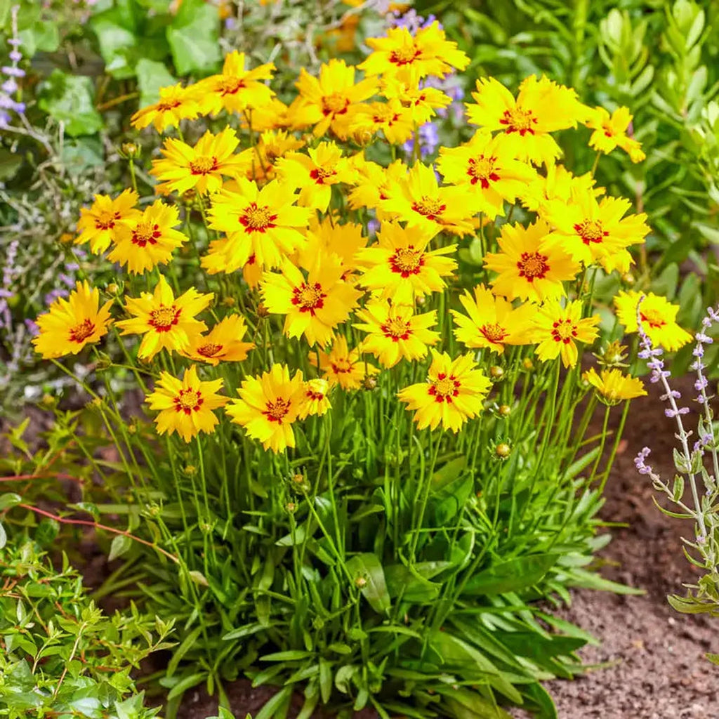 Solar Mellow Coreopsis – Breck's