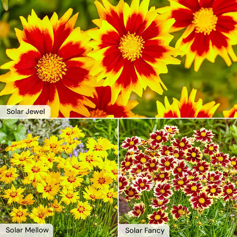 Solar Coreopsis Collection – Breck's