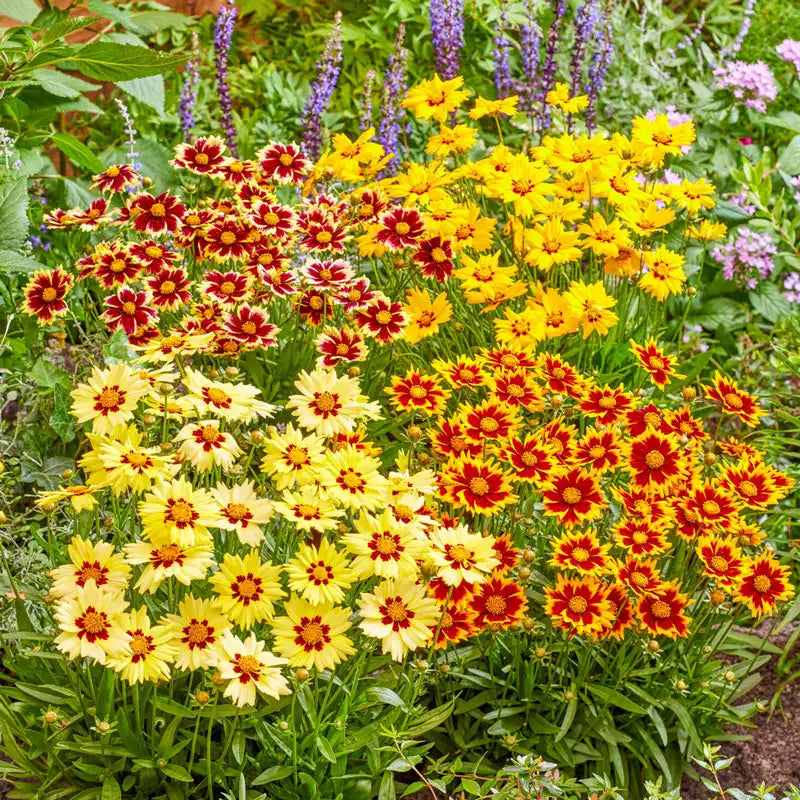 Solar Coreopsis Mixture – Breck's