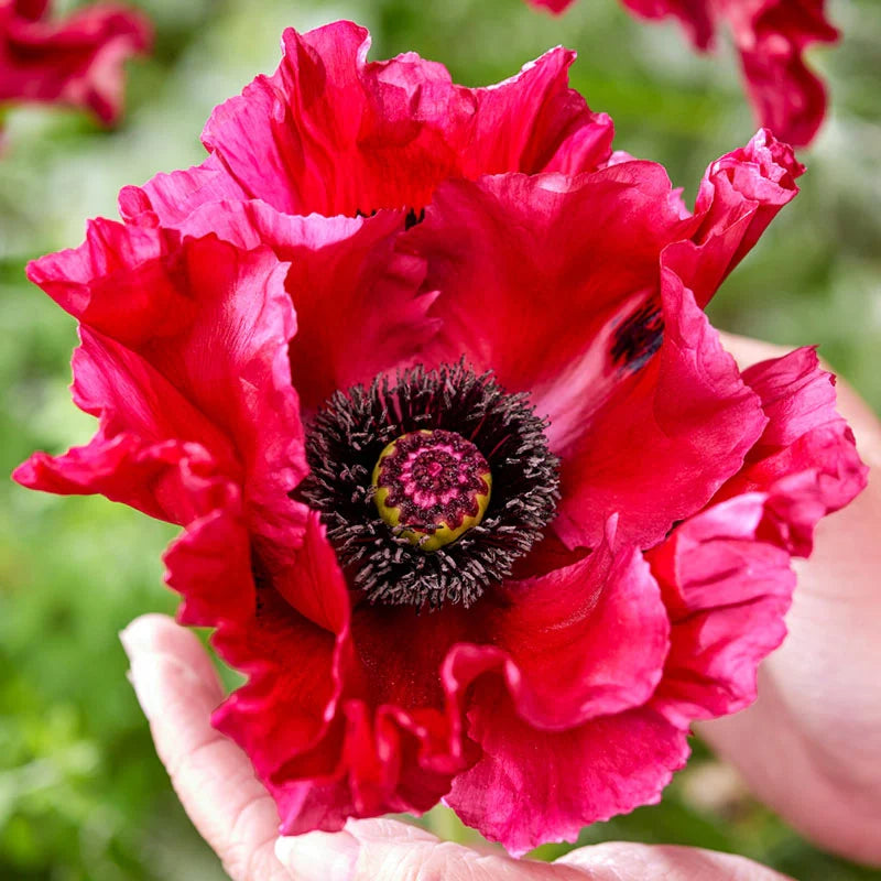 Buy Red Rumble Oriental Poppy Online | Breck's Bulbs Canada