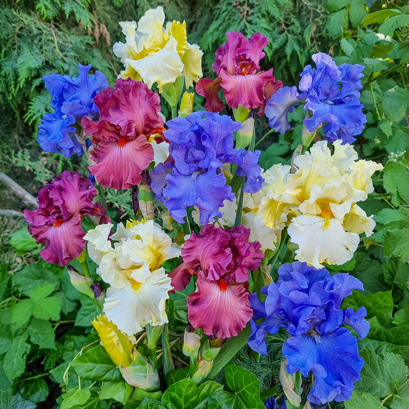 Buy Royal Flush Bearded Iris Mixture | Breck's Bulbs Canada
