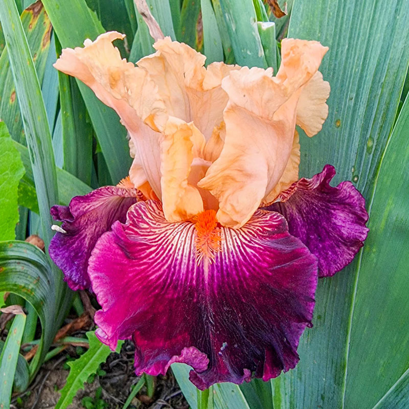 Buy Dark Before Dawn Reblooming Bearded Iris | Breck's Bulbs – Brecks ...