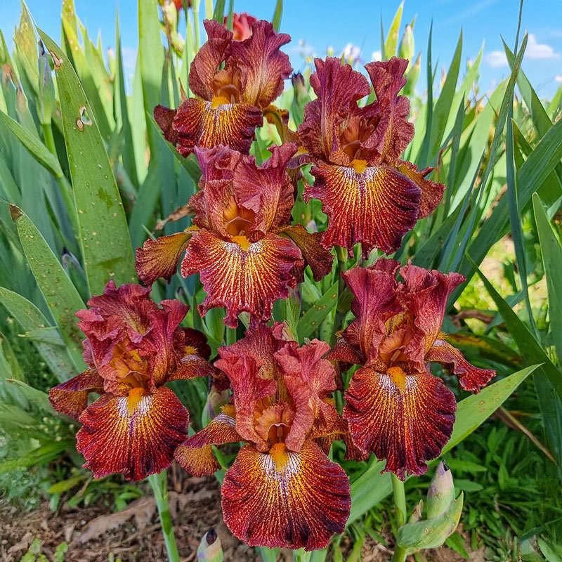 Buy Dash of Spice Bearded Iris Bulbs | Breck's Bulbs Canada – Brecks Canada