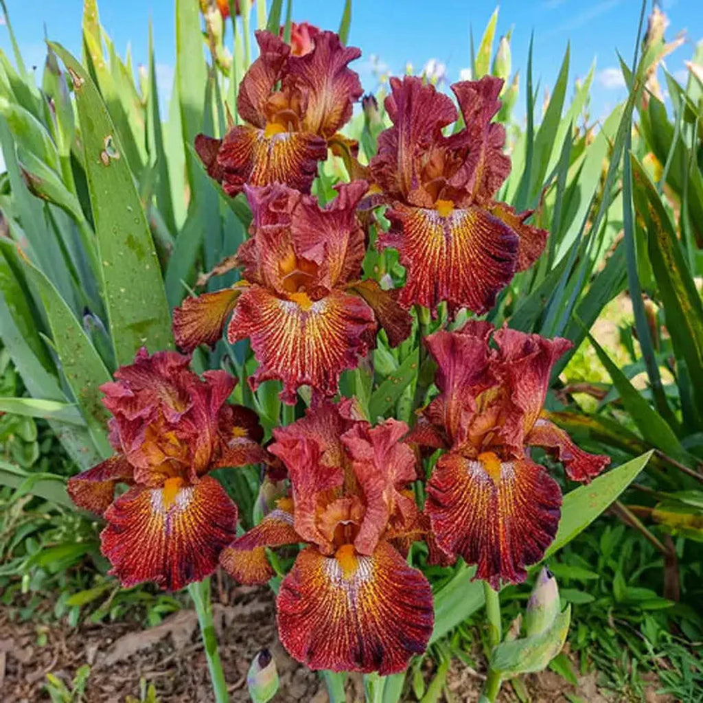 Buy Dash of Spice Bearded Iris Bulbs | Breck's Bulbs Canada