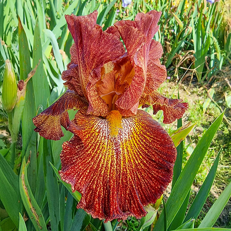 Buy Dash of Spice Bearded Iris Bulbs | Breck's Bulbs Canada – Brecks Canada