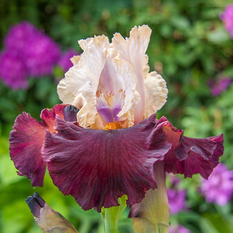Buy Broad Shoulders Bearded Irises | Breck's Bulbs Canada