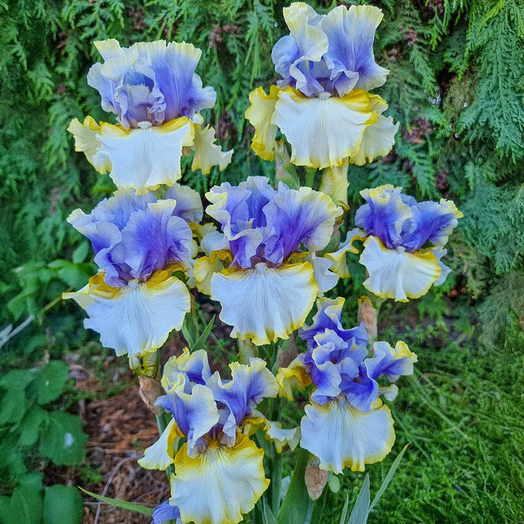 Buy Easter Charm Bearded Iris Bulbs | Breck's Bulbs Canada