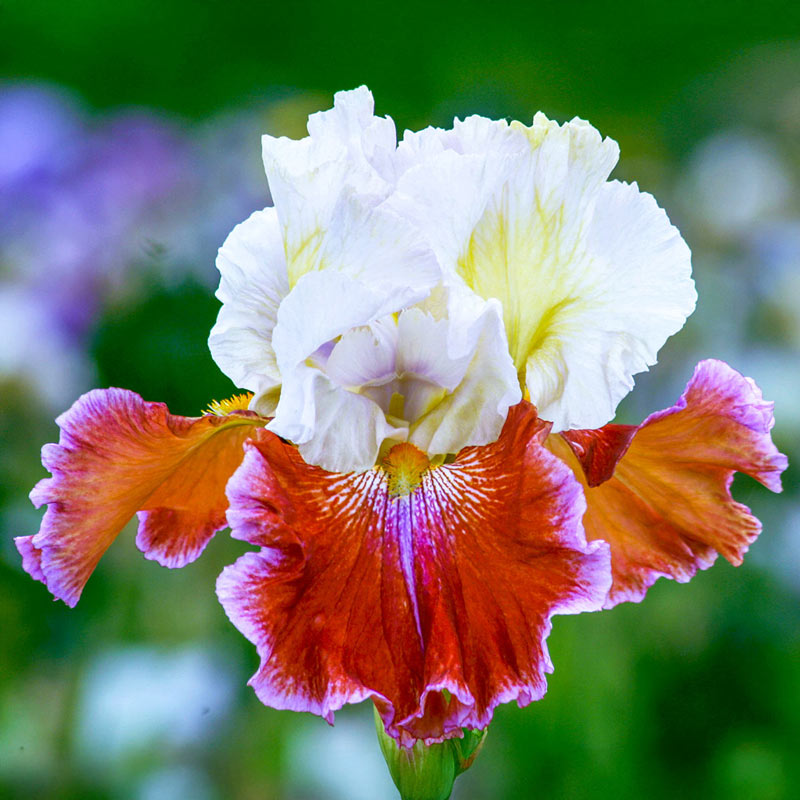 Buy Lady Leigh Bearded Iris Bulbs | Breck's Bulbs Canada – Brecks Canada