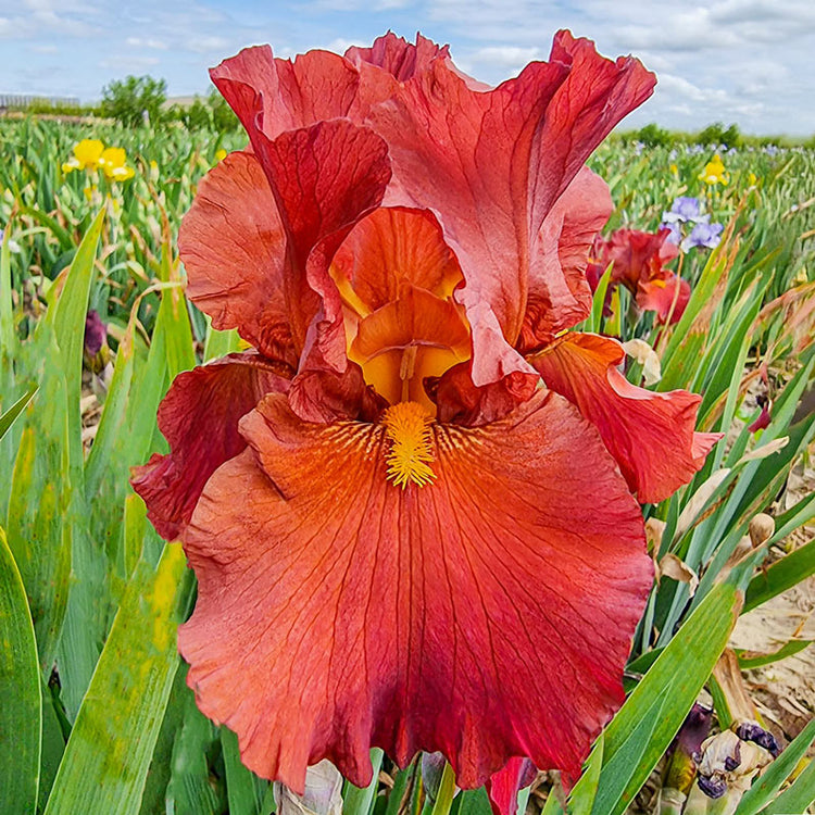 Lest We Forget Reblooming Bearded Iris | Breck's Canada