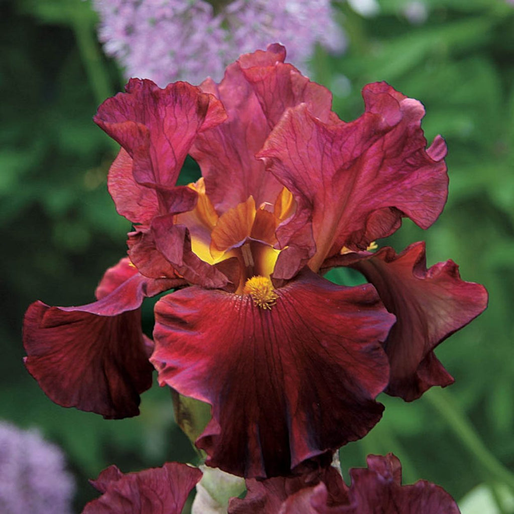 Buy Rarest Red Bearded Iris Online | Breck's Bulbs Canada