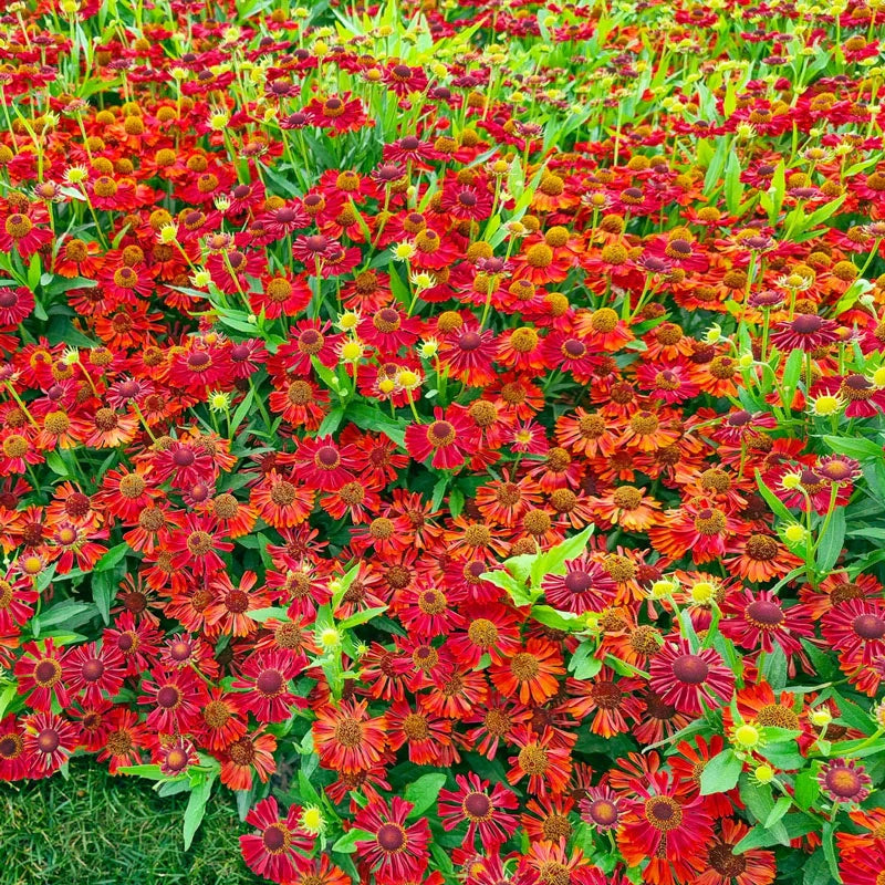Siesta Dwarf Helenium | Shop Online | Breck's Bulbs Canada