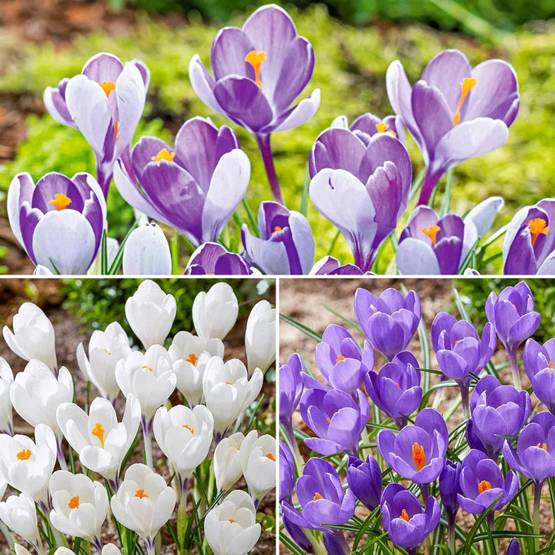 Giant Snow Crocus Collection – Breck's