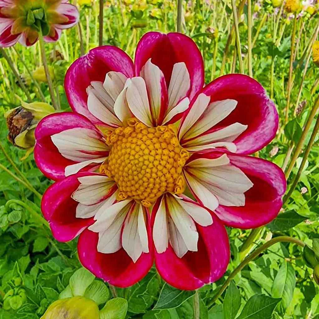 Bumble Rumble Dahlias | Shop Online | Breck's Bulbs Canada