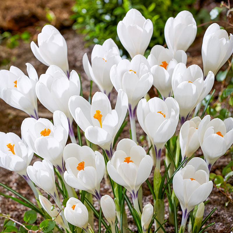 Ice Queen Giant Snow Crocus – Brecks Canada