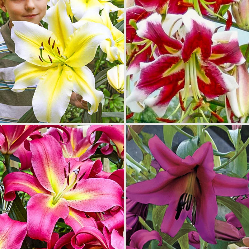 Fragrant Forest Lily Tree Collection | Breck's Bulbs Canada – Brecks Canada
