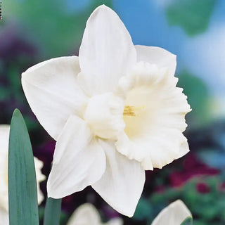 Buy Trumpet Daffodil Collection | Breck's Bulbs Canada – Brecks Canada