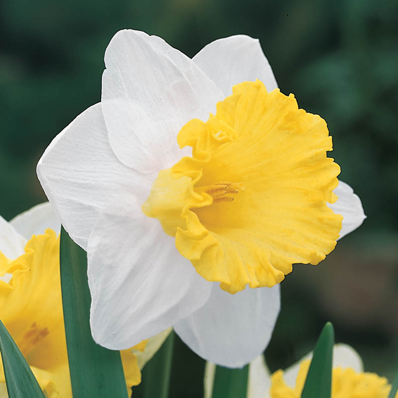 Las Vegas Daffodil Bulbs | Buy Online | Breck's Canada – Brecks Canada