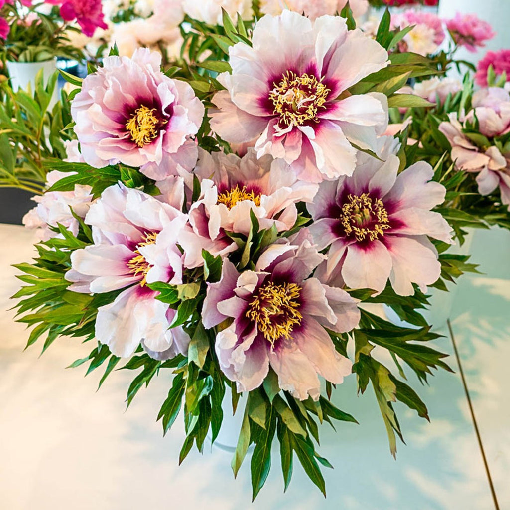 Cora Louise Itoh Peony | Shop Online | Breck's Bulbs Canada