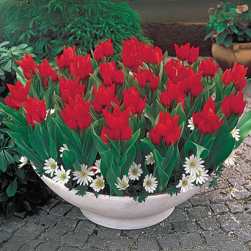 Buy Firespray Tulips | Tulip Bulbs | Breck's Bulbs Canada – Brecks Canada