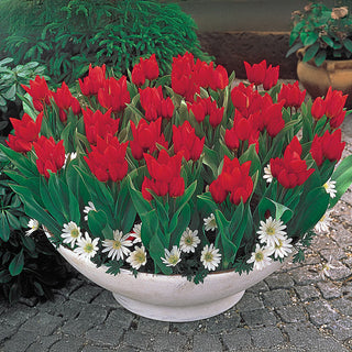Buy Firespray Tulips | Tulip Bulbs | Breck's Bulbs Canada – Brecks Canada