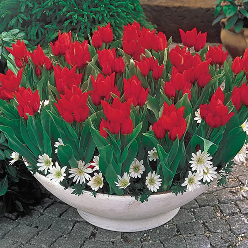 Buy Firespray Tulips | Tulip Bulbs | Breck's Bulbs Canada