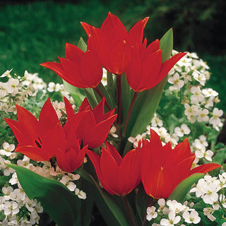 Buy Firespray Tulips | Tulip Bulbs | Breck's Bulbs Canada – Brecks Canada