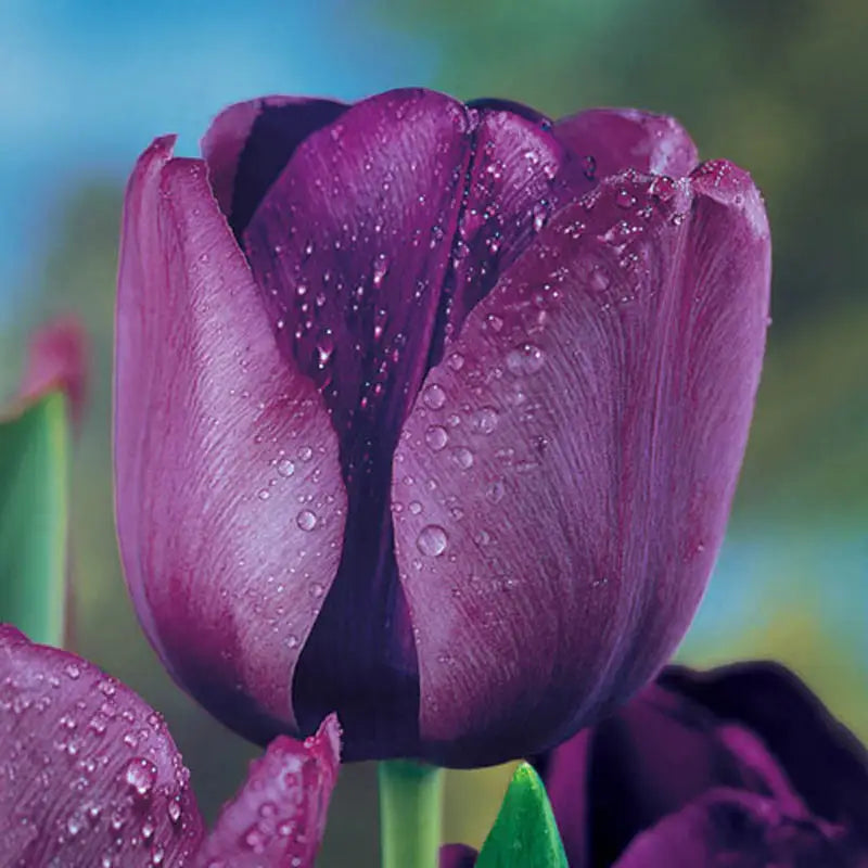 Negrita Tulip Bulbs | Shop Online | Breck's Bulbs Canada