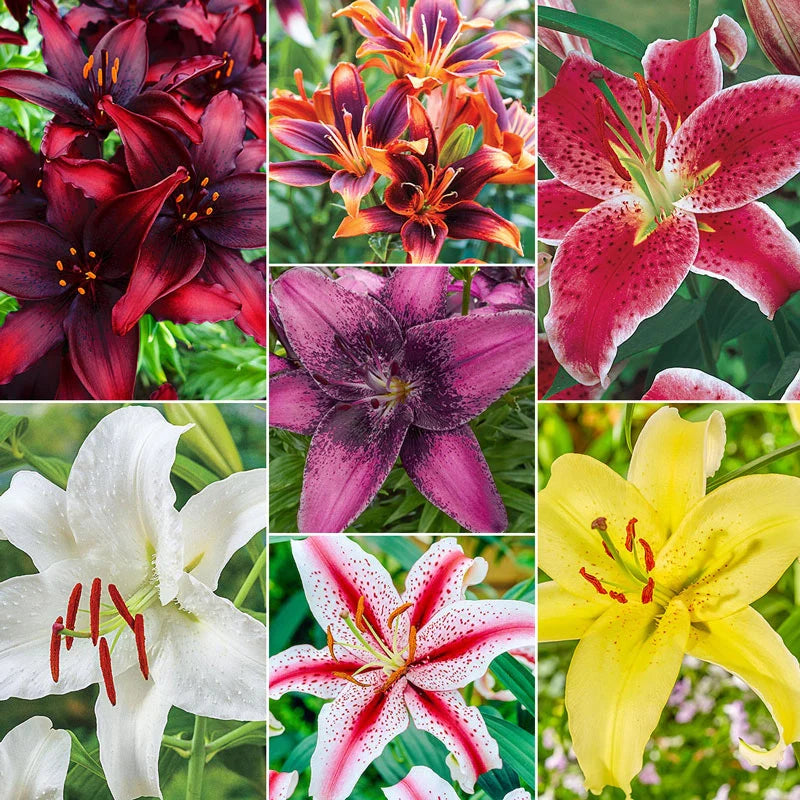 Shop Super Lily Collection Online | Breck's Bulbs Canada
