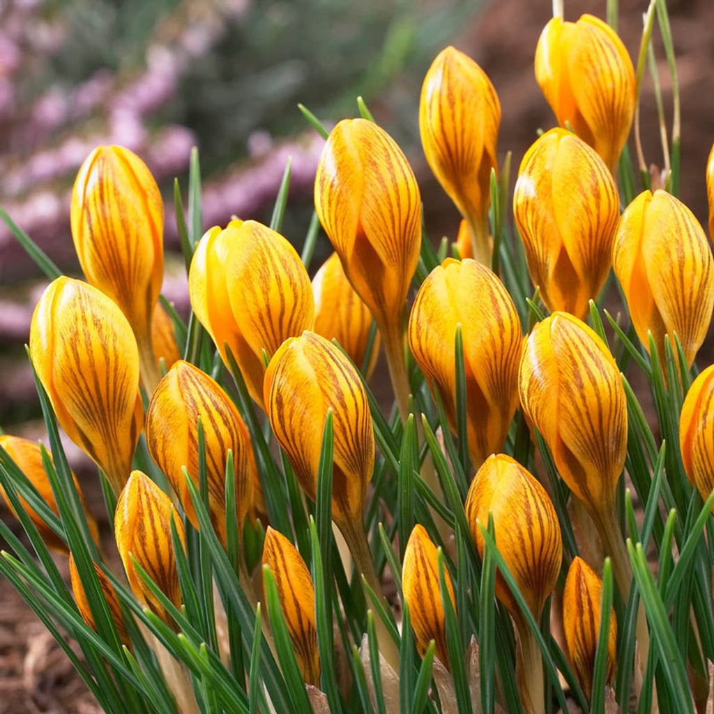 Buy Fuscotinctus Snow Crocus Bulbs | Breck's Bulbs Canada