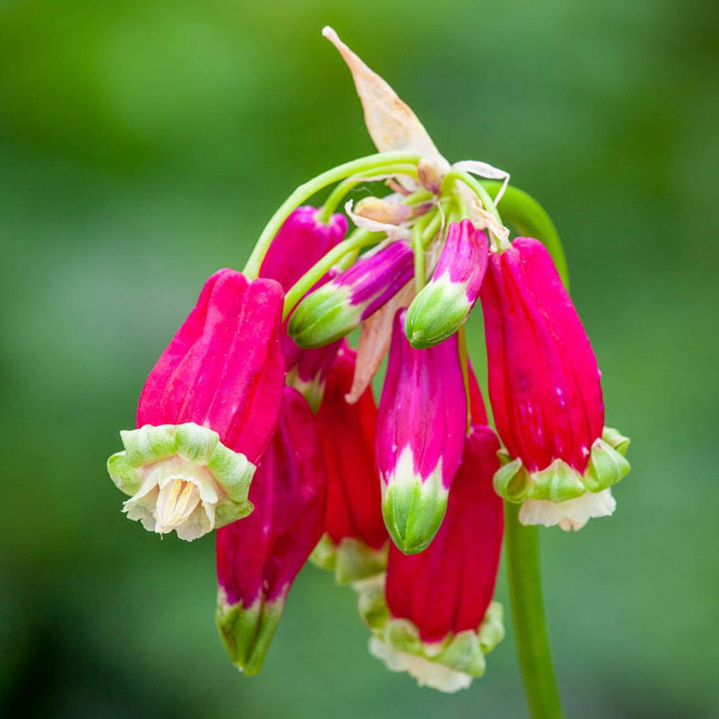 Buy Firecracker Flower | Fall Bulbs | Breck's Bulbs Canada