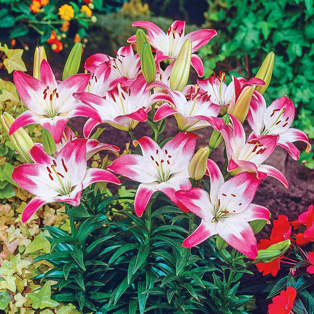 Buy Lollypop Lily | Asiatic Lilies | Breck's Bulbs Canada