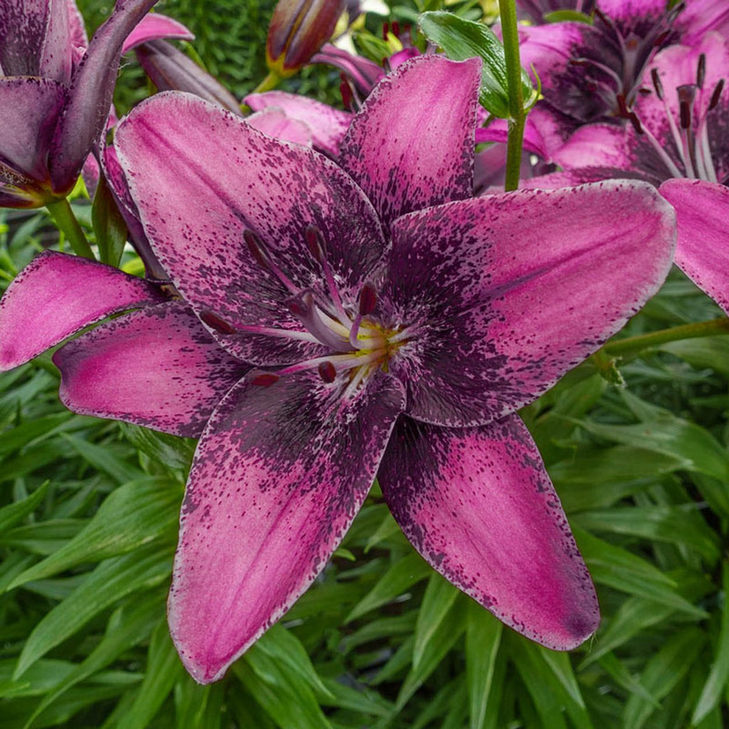 Buy Purple Dream Lily | Asiatic Lilies | Breck's Canada
