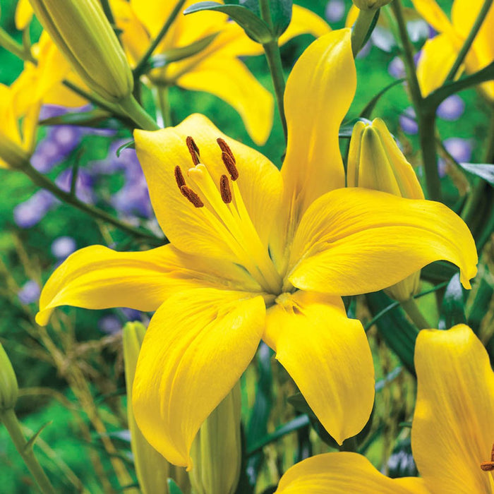 Asiatic Lily Bulbs shipped to Canada – Breck's