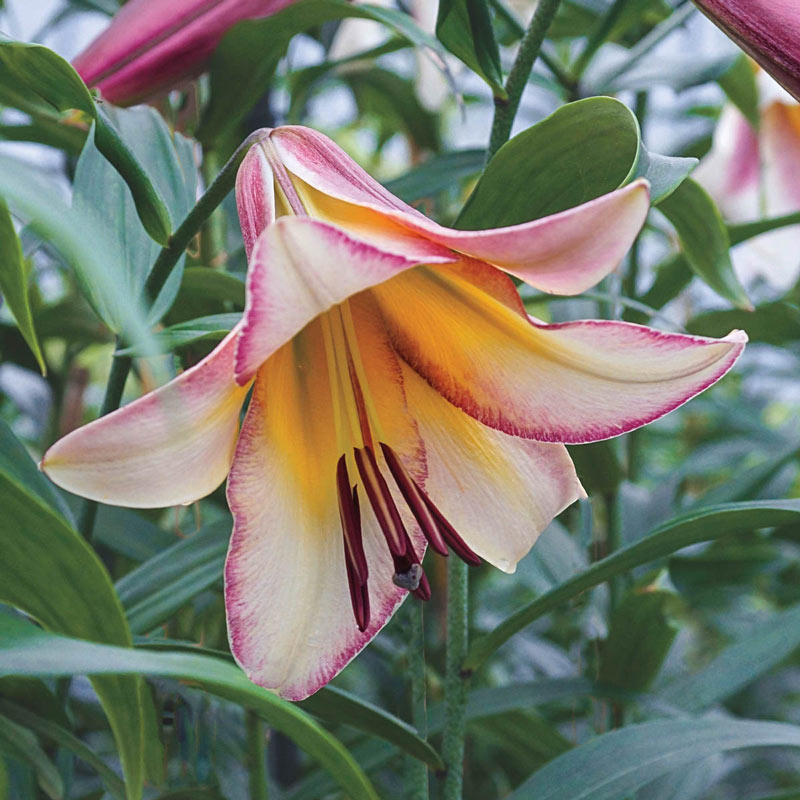 Buy Beijing Moon Lily Trees Online | Breck's Bulbs Canada – Brecks Canada