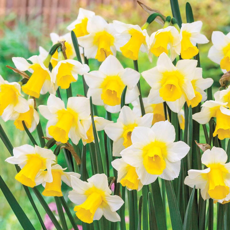 Golden Echo Daffodils | Shop Online | Breck's Bulbs Canada