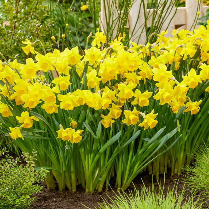 Buy Growers Pride Daffodil Bulbs | Breck's Bulbs Canada