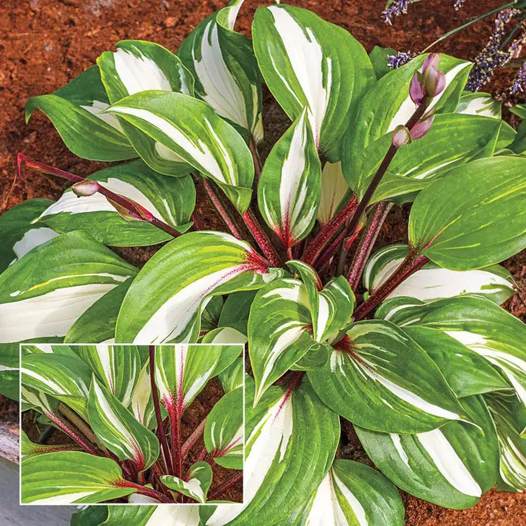 Raspberry Sundae Hosta | BrecksBulbs.ca