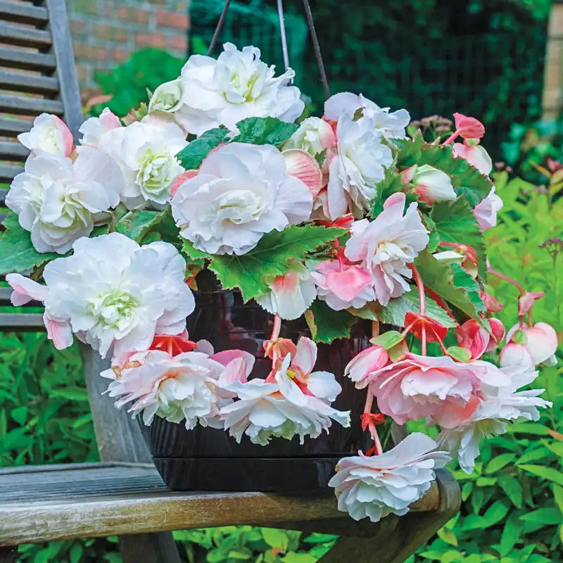 Angelique Hanging Begonia | BrecksBulbs.ca