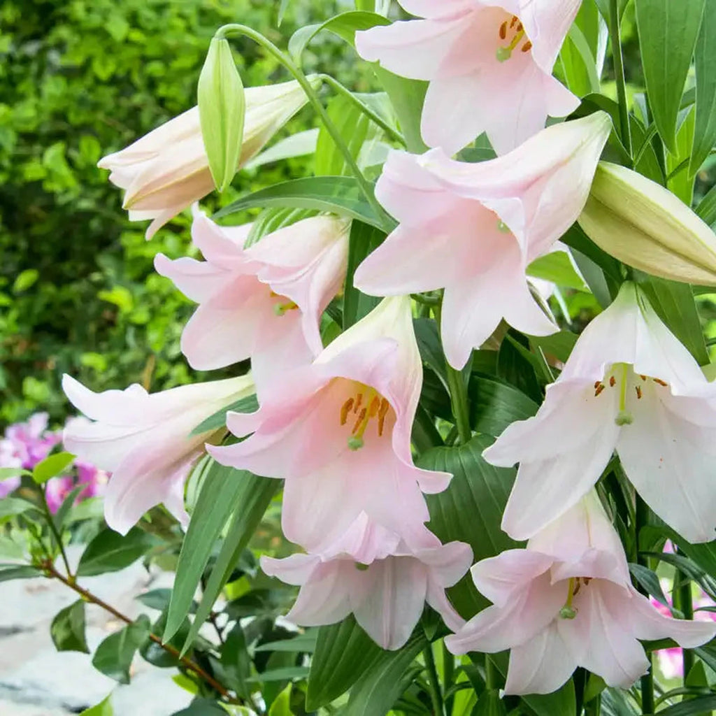 Magnifique Lily – Breck's