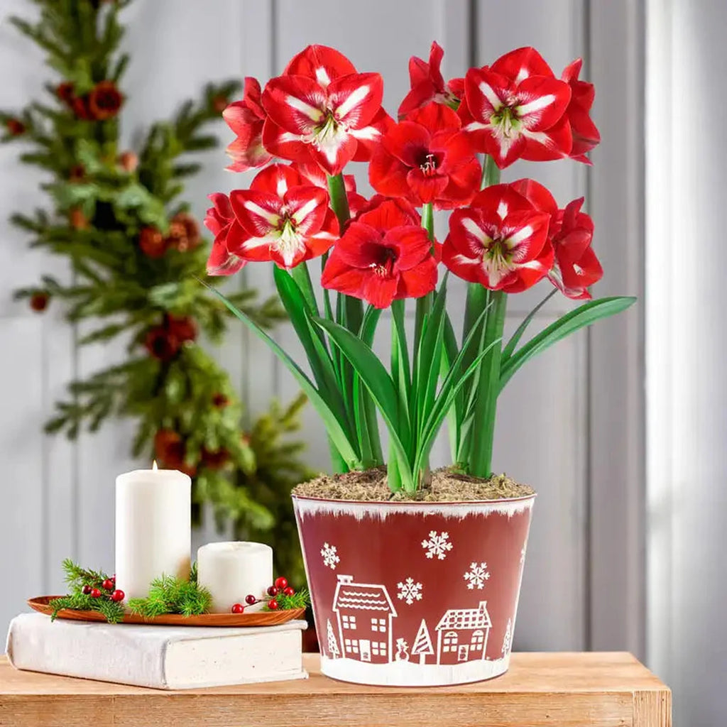 Red and White Delight Amaryllis | Shop Breck's Gifts