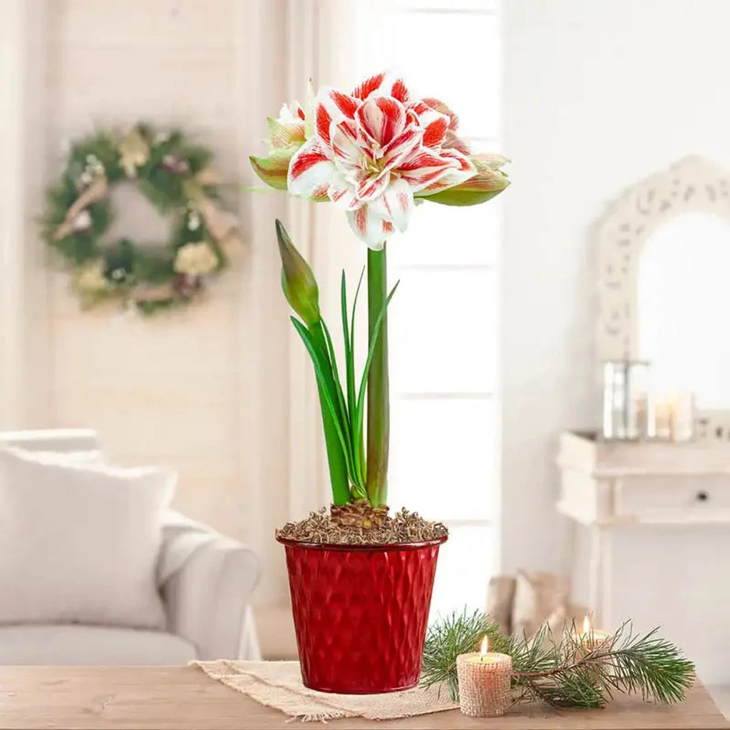 Bright Nymph Amaryllis Bulbs | Breck's Gifts