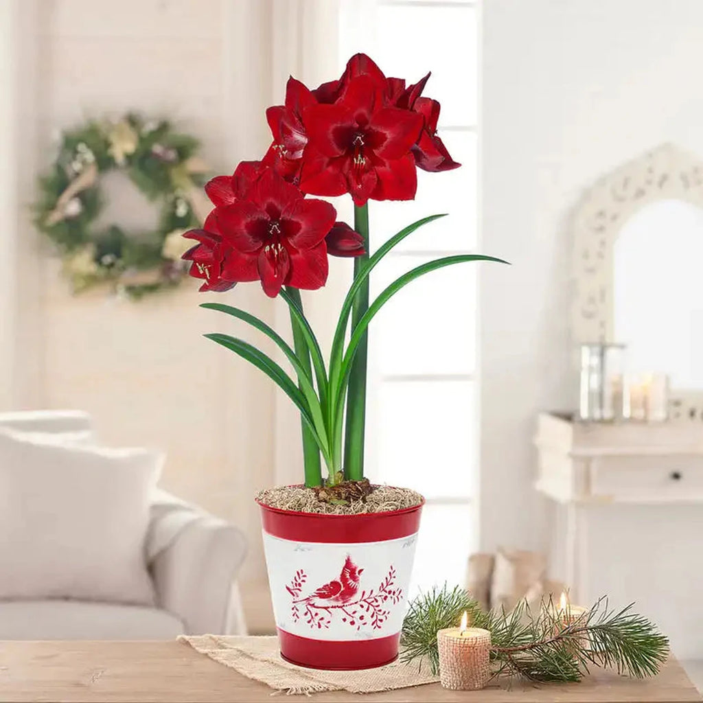 Red Reality Amaryllis Single | Holiday Gifts from Breck's