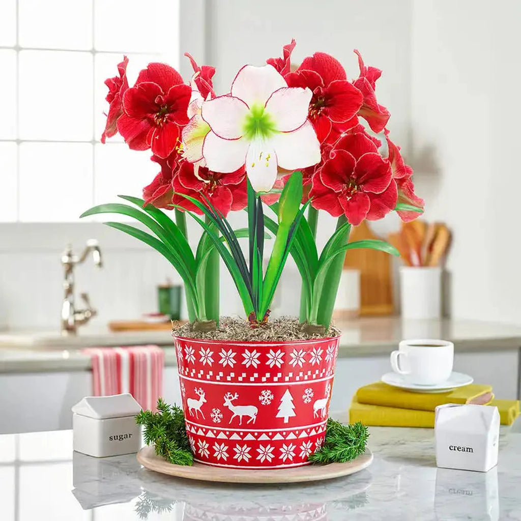 Magical Touch and Picotee Amaryllis Trio | Breck's Gifts